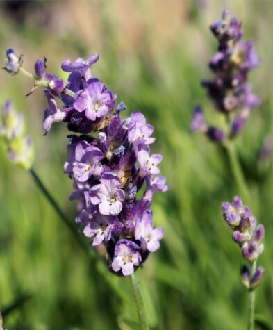 Fica a conhecer os 5 tipos de lavanda existentes em Portugal