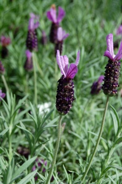 Fica a conhecer os 5 tipos de lavanda existentes em Portugal