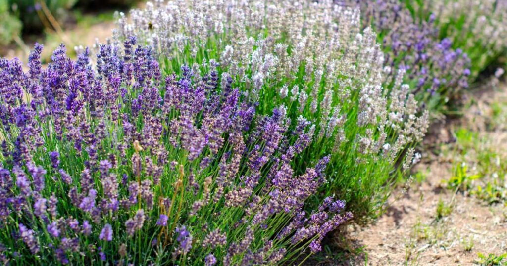 Fica a conhecer os 5 tipos de lavanda existentes em Portugal