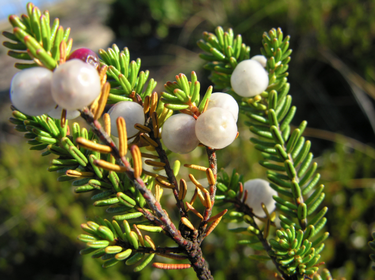 Camarinha - uma baga que poucos conhecem