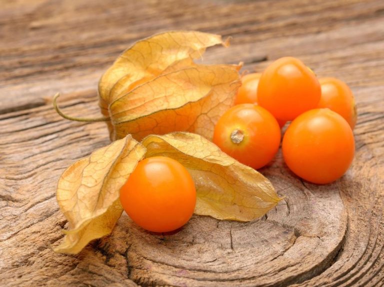 Aprenda a propagar e a cuidar dos seus fisalis