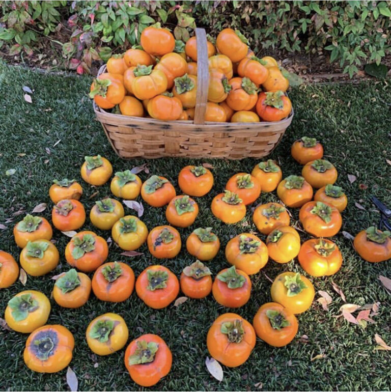 Dióspiros - Conheça os benefícios deste fruto de Outono