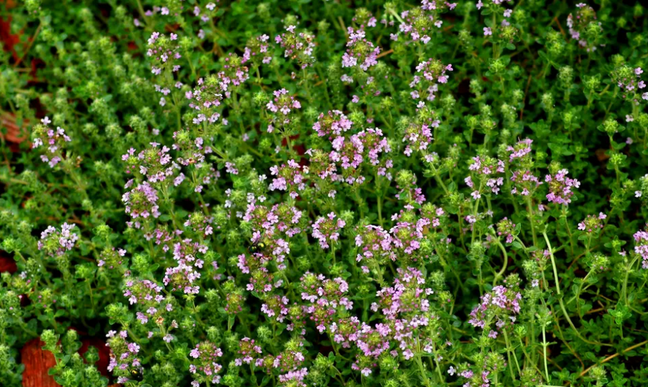 Aprenda a plantar tomilho facilmente em canteiros ou vasos