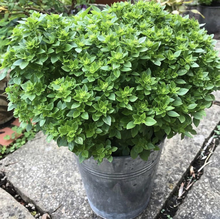 Aprenda como deve plantar manjericão em canteiros ou vasos