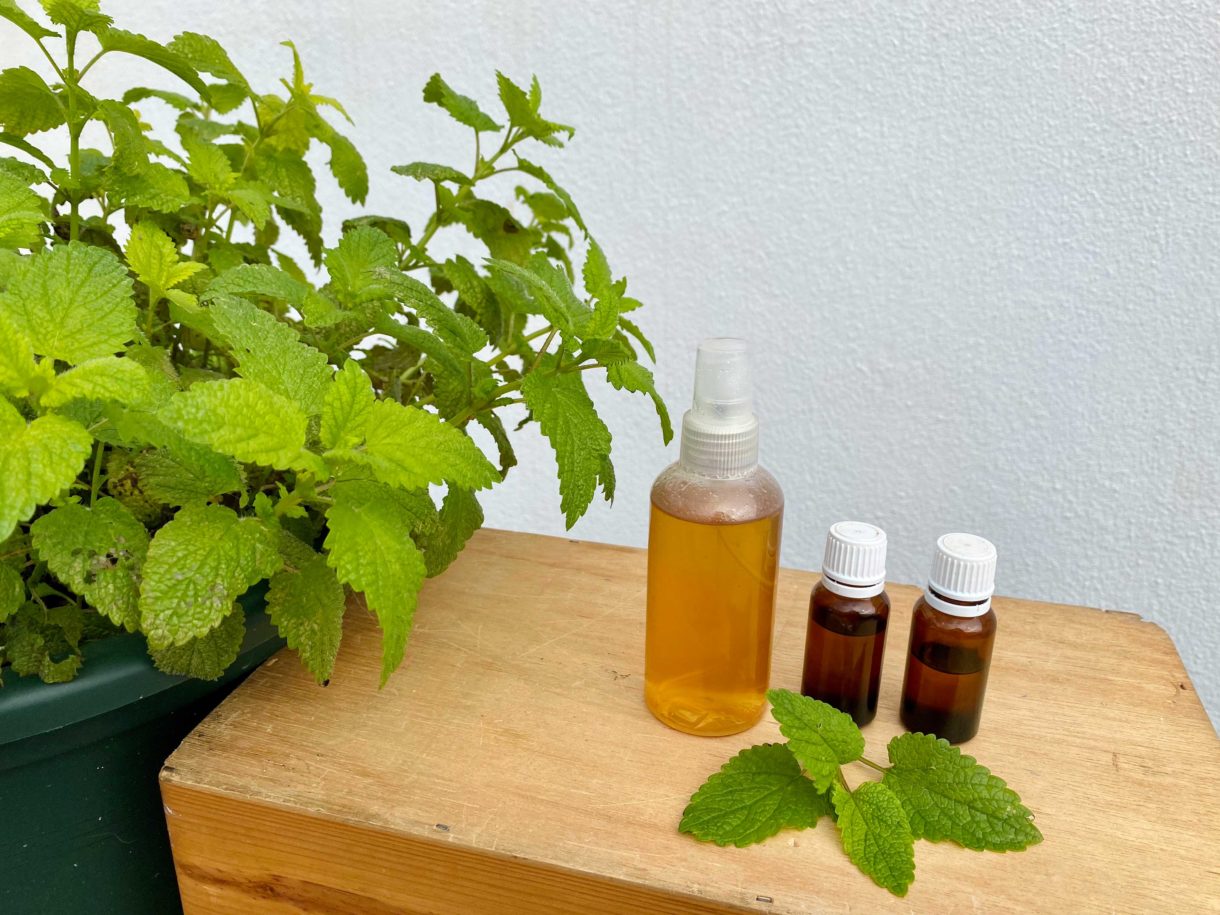 Spray repelente de mosquitos feito com erva-cidreira