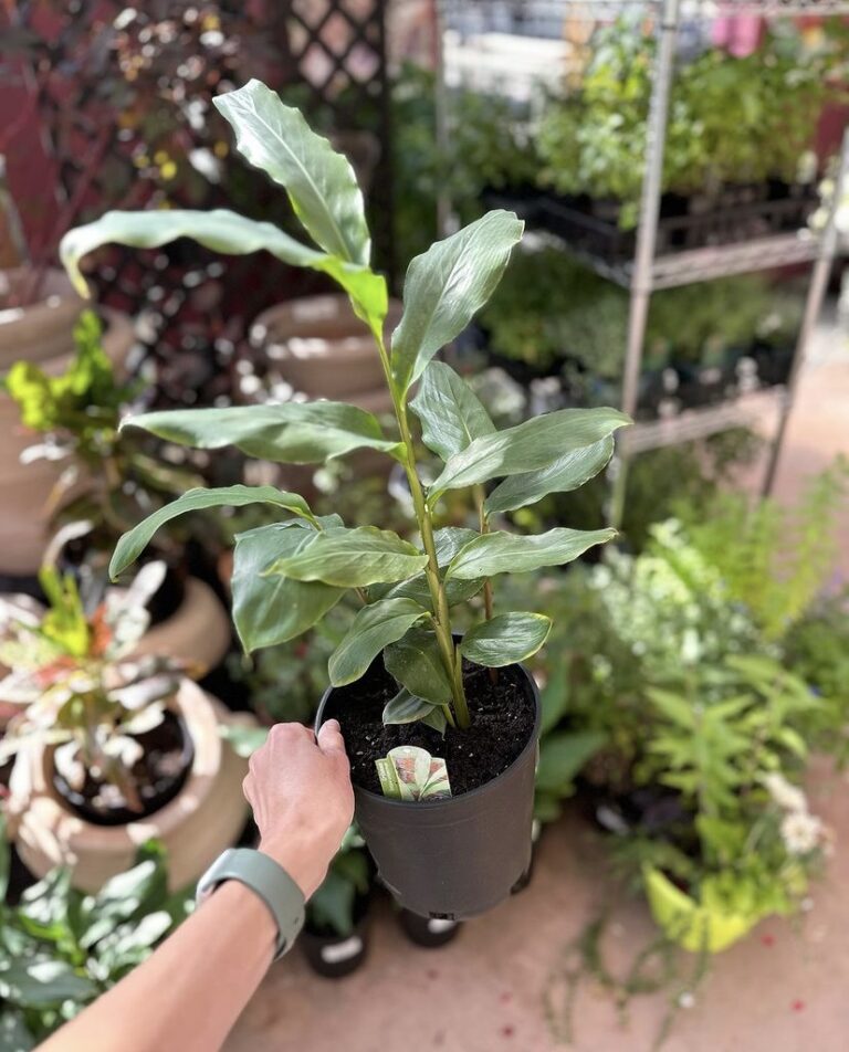 Como cultivar cardamomo a partir de sementes