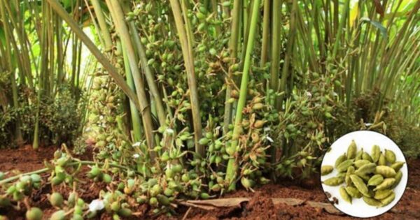 Como cultivar cardamomo a partir de sementes